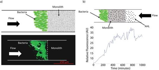 Porous monolith microfluidics for bacterial cell-to-cell communication ...