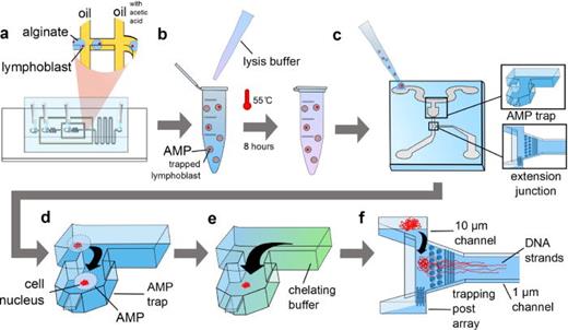 Hydrogel droplet single-cell processing: DNA purification, handling ...
