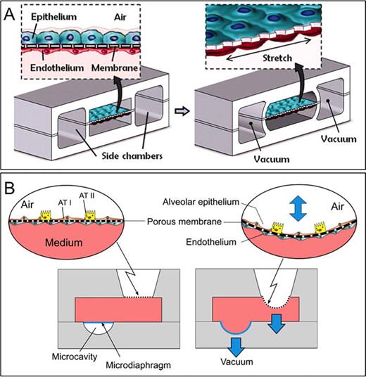 Incorporating mechanical strain in organs-on-a-chip: Lung and skin ...