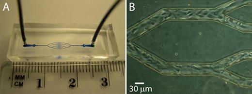 Endothelial cell culture in microfluidic devices for investigating ...