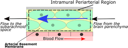 Boundary waves in a microfluidic device as a model for intramural ...