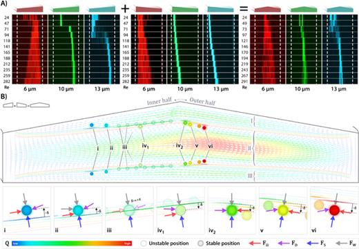 New insights into the physics of inertial microfluidics in curved microchannels. II. Adding an ...