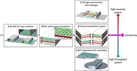 Brain-on-a-chip: A history of development and future perspective ...