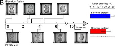 Highly integrated microfluidic device for cell pairing, fusion and ...