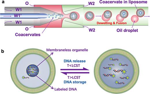 Complex coacervates as artificial membraneless organelles and ...