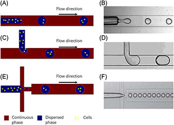 Enhanced single-cell encapsulation in microfluidic devices: From ...