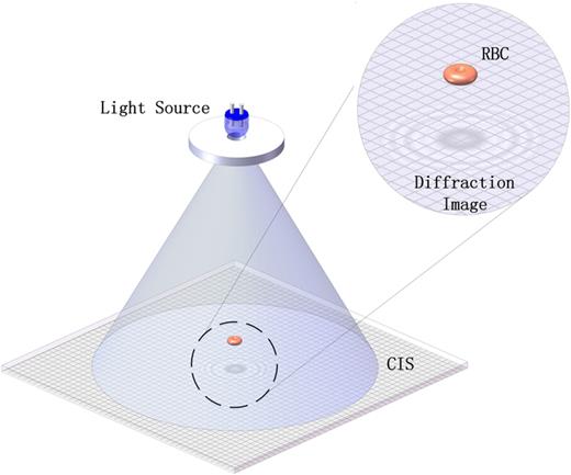 Red blood cell recognition and posture estimation in microfluidic chip ...
