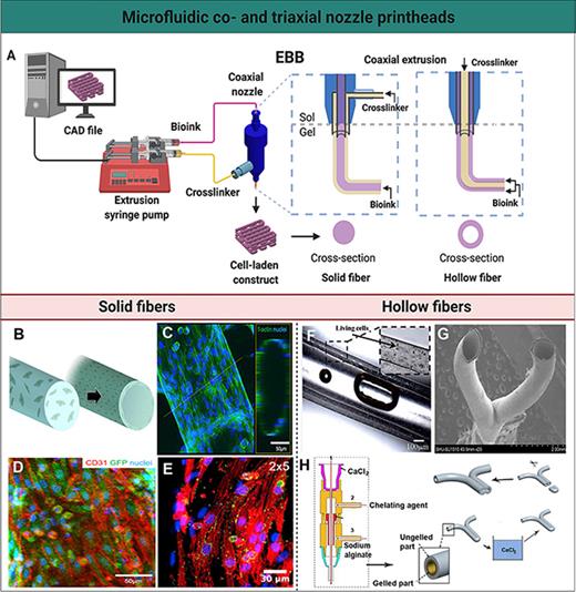 The potential of microfluidics-enhanced extrusion bioprinting | Biomicrofluidics | AIP Publishing