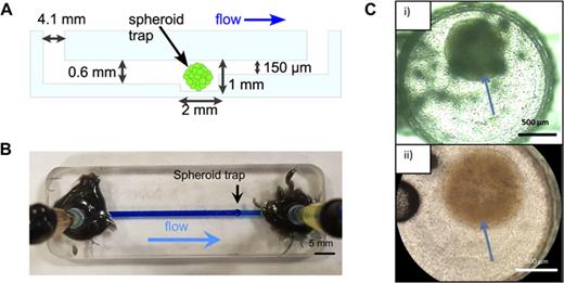 Spheroid-on-chip microfluidic technology for the evaluation of the impact of continuous flow on ...