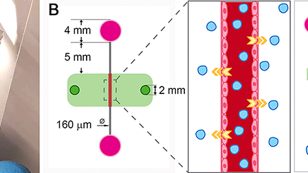 Microfluidic model of monocyte extravasation reveals the role of ...