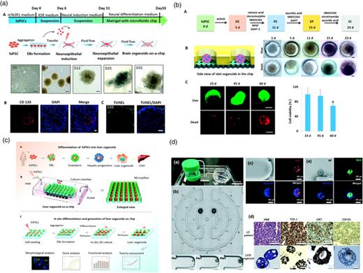 From cell spheroids to vascularized cancer organoids: Microfluidic ...