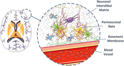 A review on 3D printing functional brain model | Biomicrofluidics | AIP ...