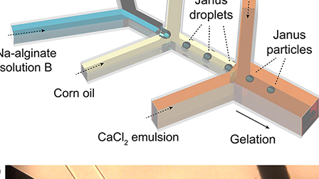 Microfluidic generation of monodispersed Janus alginate hydrogel ...
