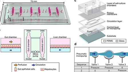 Gut-liver-axis microphysiological system for studying cellular fluidic ...