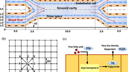 Biphasic flow dynamics and polarized mass transportation in branched ...