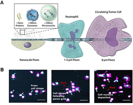 Engineering porous membranes mimicking in vivo basement membrane for ...
