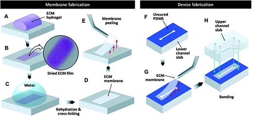 Engineering porous membranes mimicking in vivo basement membrane for ...