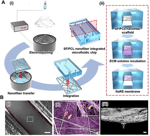 Engineering porous membranes mimicking in vivo basement membrane for ...