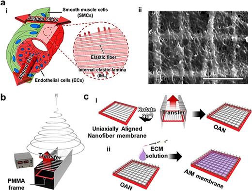 Engineering porous membranes mimicking in vivo basement membrane for ...
