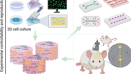 Liver-on-a-chip: Considerations, advances, and beyond ...