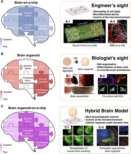Brain organoid-on-a-chip: A next-generation human brain avatar for ...