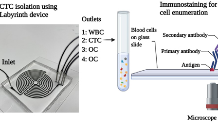 Phenotyping of rare circulating cells in the blood of non-metastatic ...