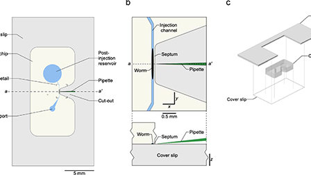 Microinjection in C. elegans by direct penetration of elastomeric ...