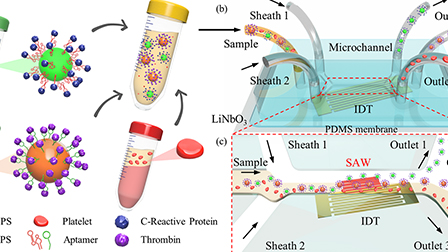 Acoustofluidic separation of proteins from platelets in human blood ...
