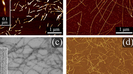 Naturally derived colloidal rods in microfluidic flows ...