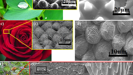 Bio-inspired microfluidics: A review | Biomicrofluidics | AIP Publishing