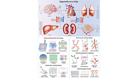 Organoid-on-a-chip: Current challenges, trends, and future scope toward ...