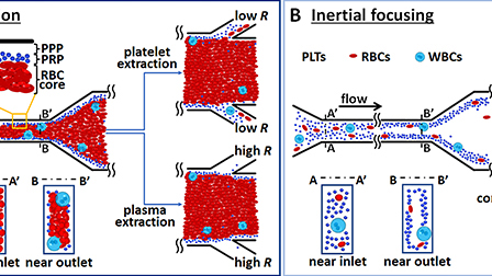 Blood component separation in straight microfluidic channels | Biomicrofluidics | AIP Publishing
