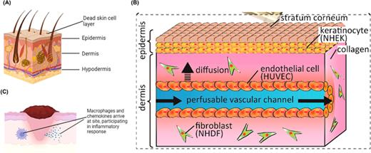 Vascularized microfluidic models of major organ structures and ...