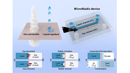 Gas transport mechanisms through gas-permeable membranes in ...