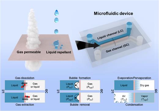 Gas transport mechanisms through gas-permeable membranes in ...