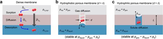 Gas transport mechanisms through gas-permeable membranes in ...