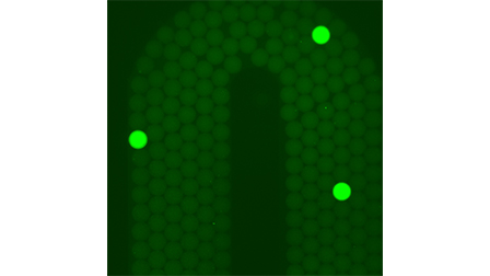 Manually pressurized droplet digital PCR chip for rapid SARS-CoV-2 ...