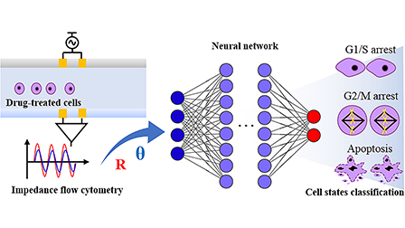Machine learning classification of cellular states based on the ...