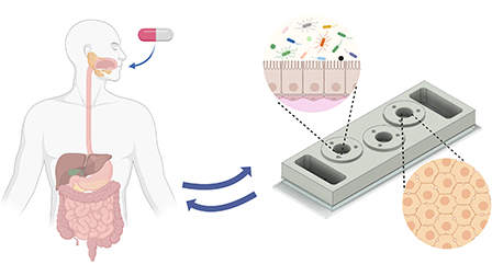 Microfluidic gut-axis-on-a-chip models for pharmacokinetic-based ...