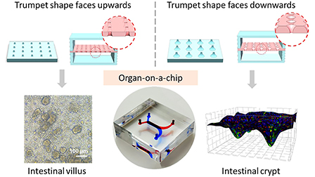 A flexible strategy to fabricate trumpet-shaped porous PDMS membranes ...