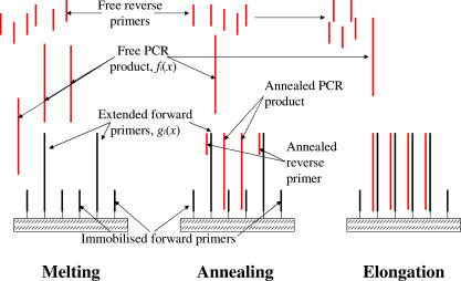 The role of DNA diffusion in solid phase polymerase chain reaction with ...