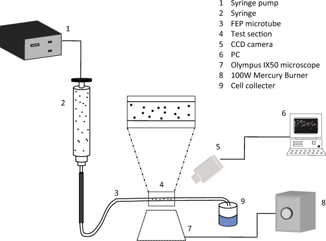 An optical counting technique with vertical hydrodynamic focusing for ...