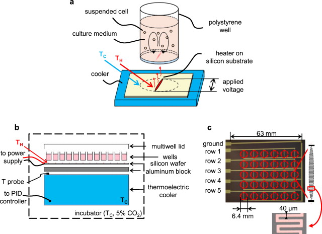 Microliter-bioreactor array with buoyancy-driven stirring for human ...