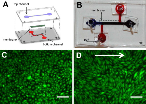 A microfluidic membrane device to mimic critical components of the ...