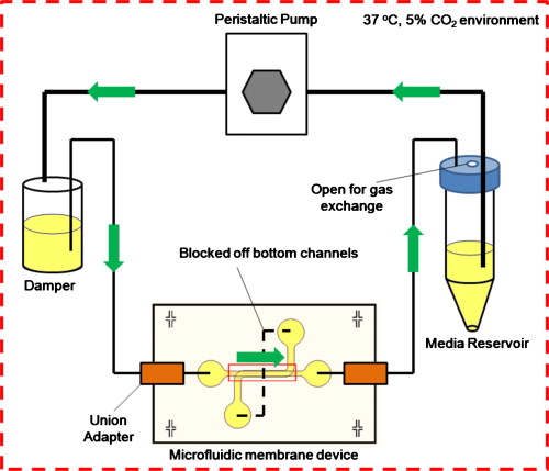 A microfluidic membrane device to mimic critical components of the ...