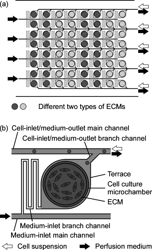 Scaffold fabrication in a perfusion culture microchamber array chip by ...