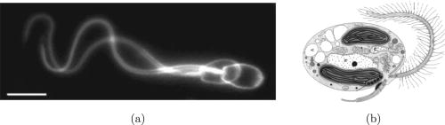 Swimming Direction Reversal Of Flagella Through Ciliary Motion Of