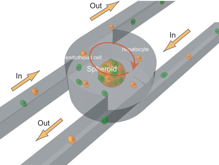 Rapid formation of size-controlled three dimensional hetero-cell ...