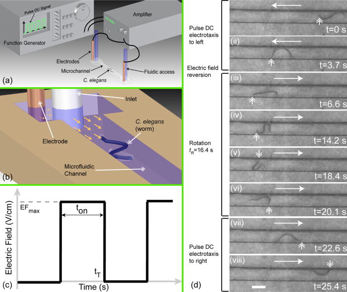 Effect of pulse direct current signals on electrotactic movement of ...