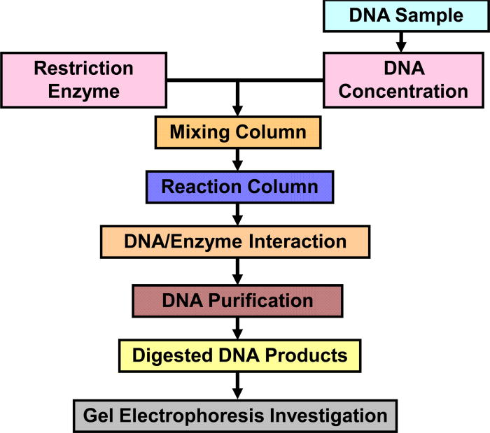 Integrated microfluidic chip for rapid DNA digestion and time-resolved ...